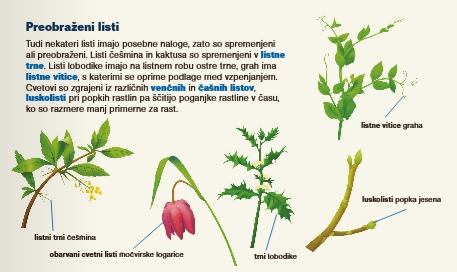 Naravoslovje 6: Zgradba in delovanje rastlin - ponovitev_6