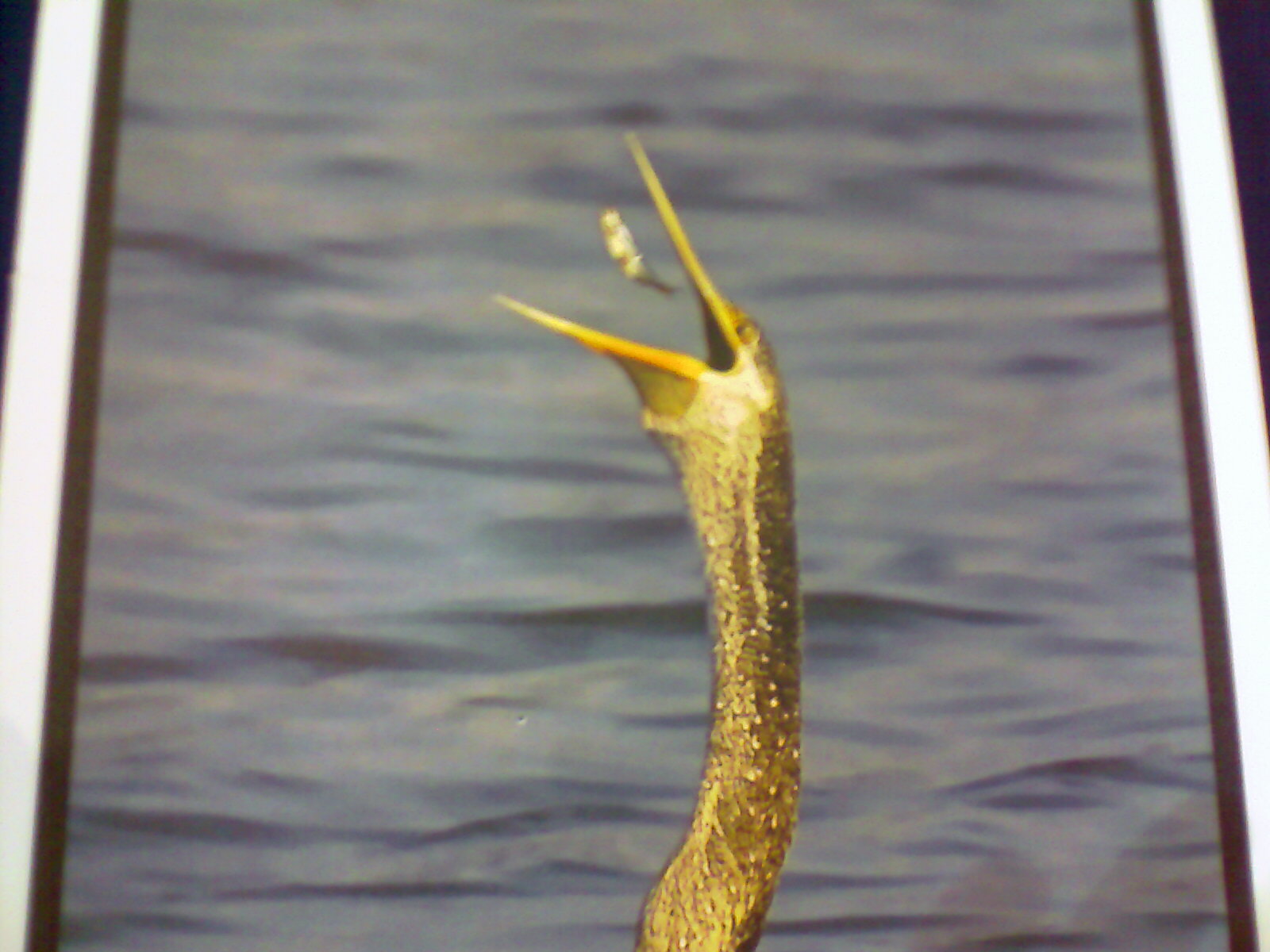 Tamilnadu Tourism: VOC Park and Zoo, Coimbatore