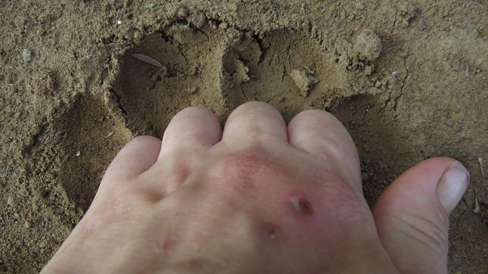 Les Amis des Chimpanzés de SANAGA-YONG: Empreinte de chimpanzés