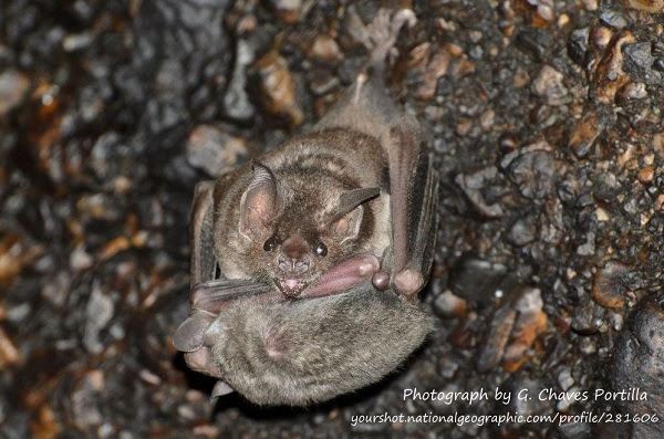 Common Vampire Bat