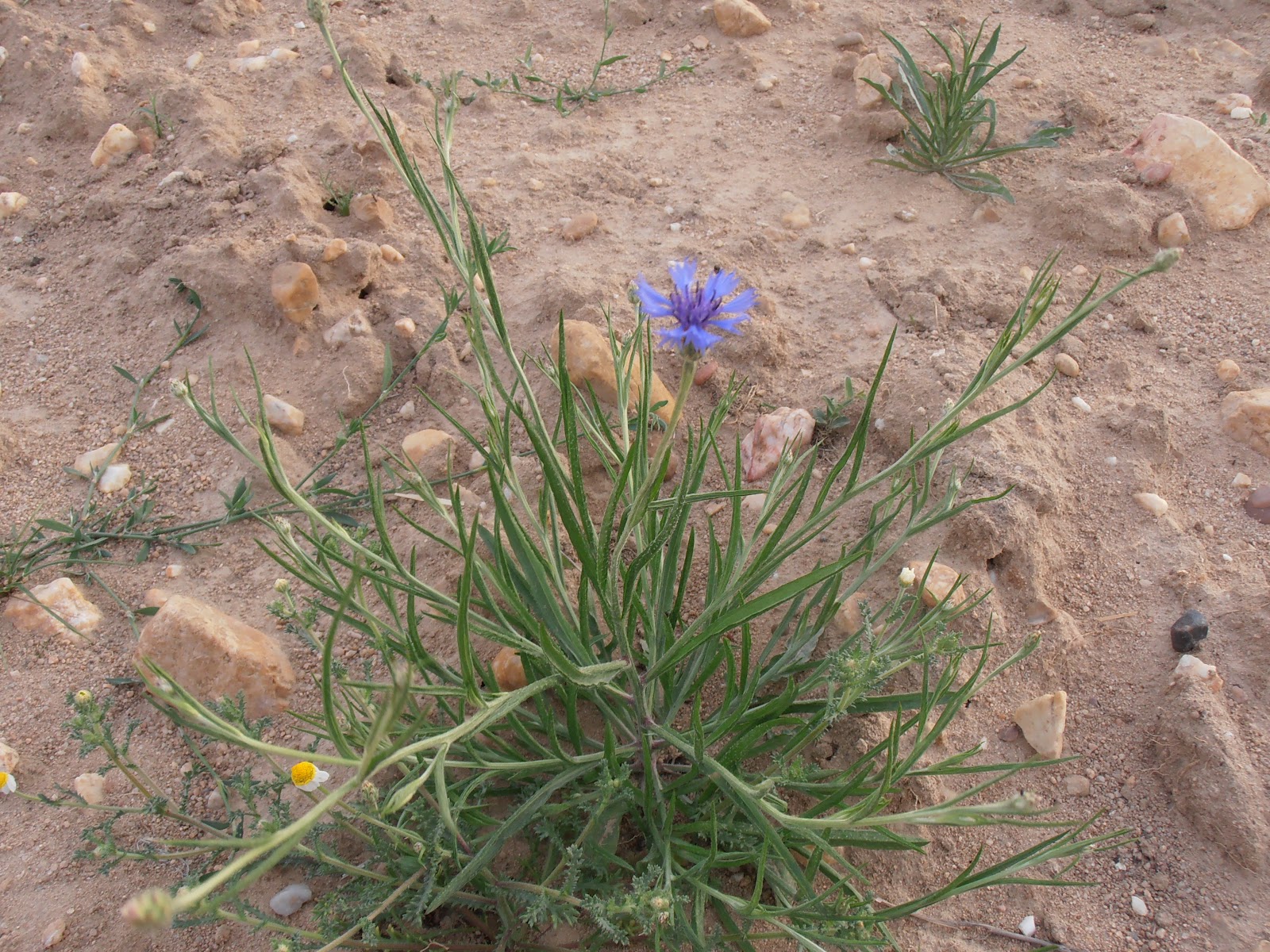 AZULEJO: Centaurea cyanus | Plantas rioMoros