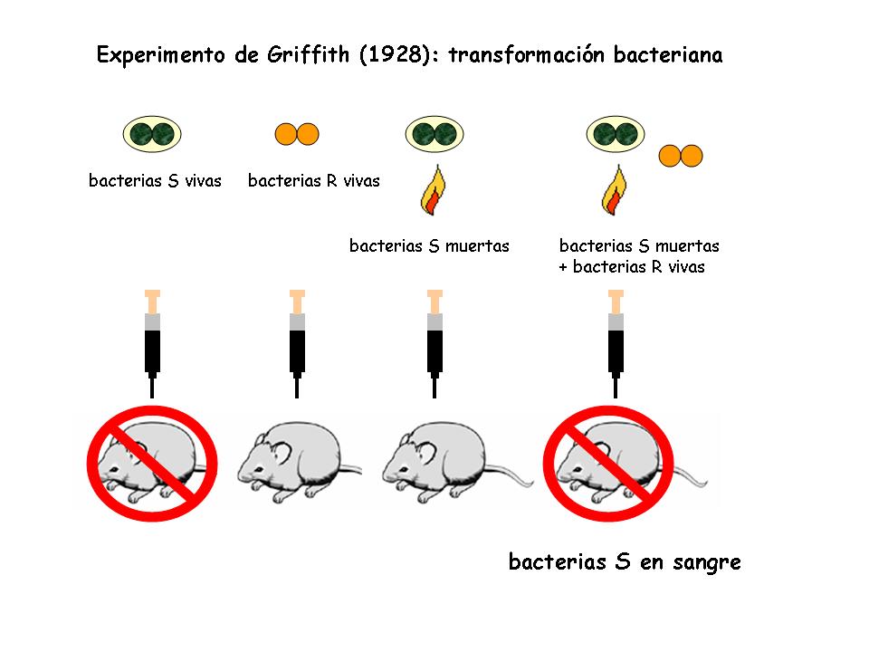 La Mitocondria: El experimento de Griffith