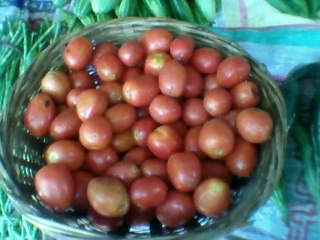 MAIN FEATURES OF OLERICULTURE: CLASSIFICATION OF VEGETABLES