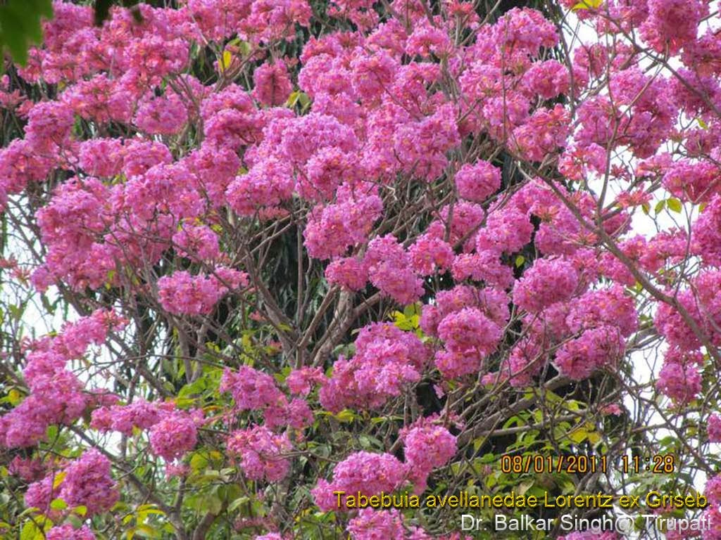 Medicinal Plants: Tabebuia avellanedae, Handroanthus impetiginosus, Lapacho