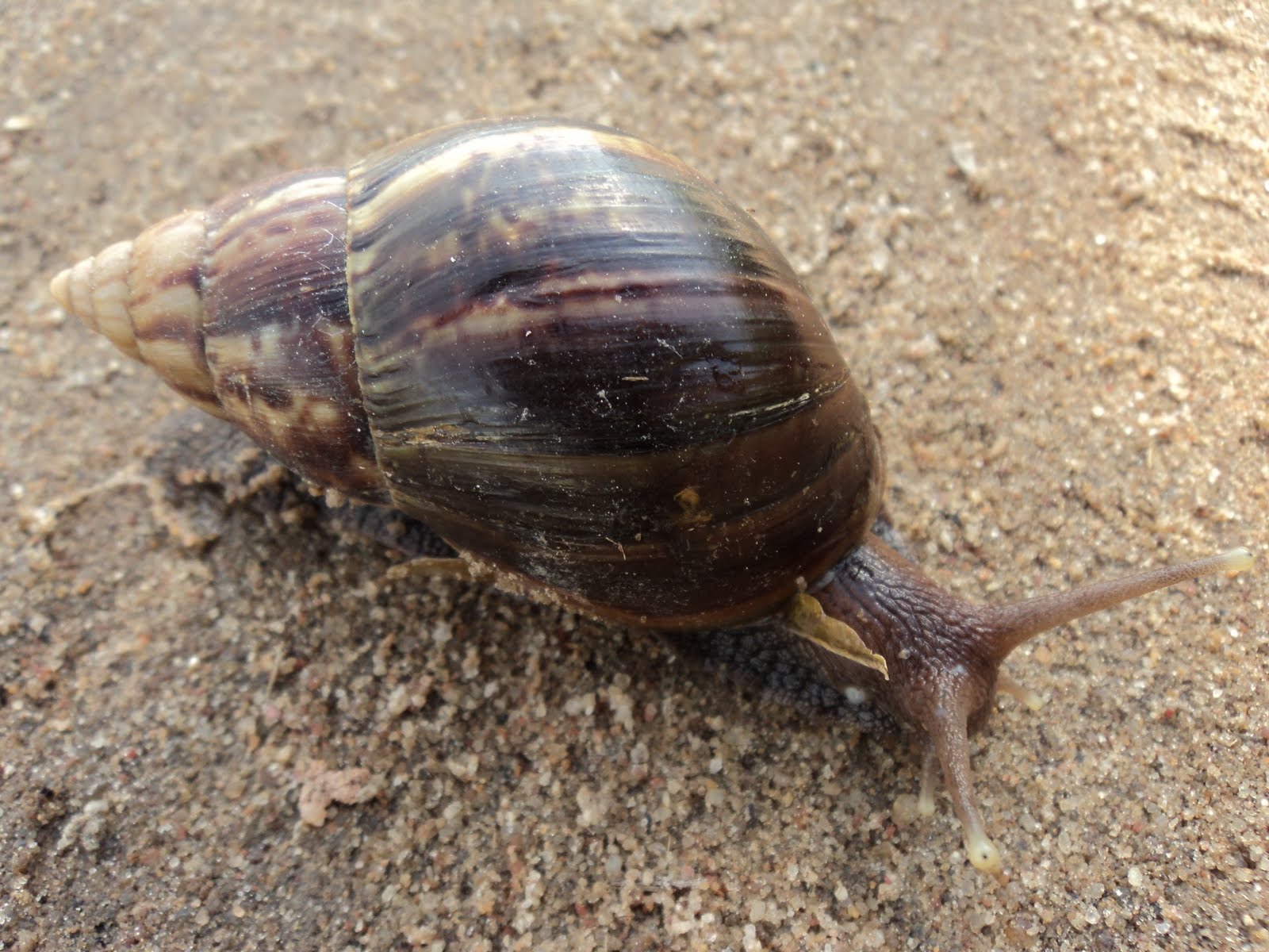 Fauna e Flora Brasileira - RJ: Caramujo Africano