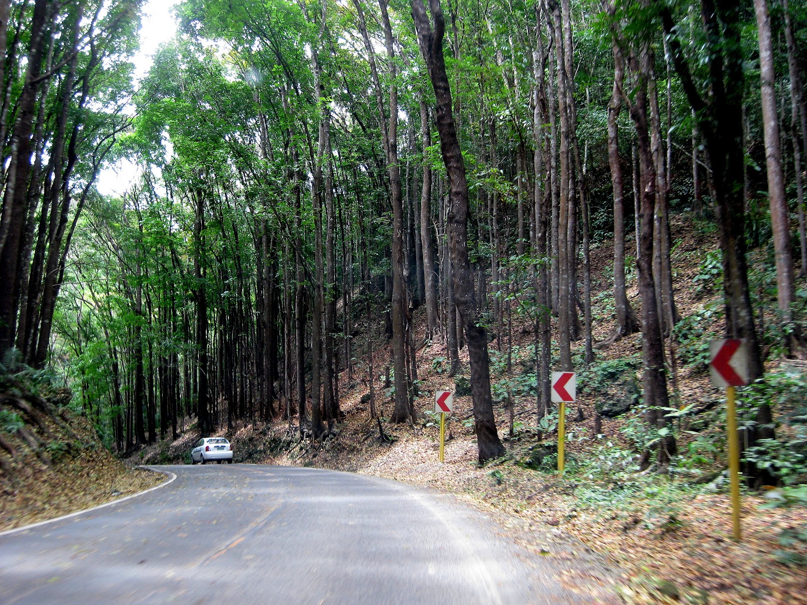 Turning Boholano: Bohol's man-made forest
