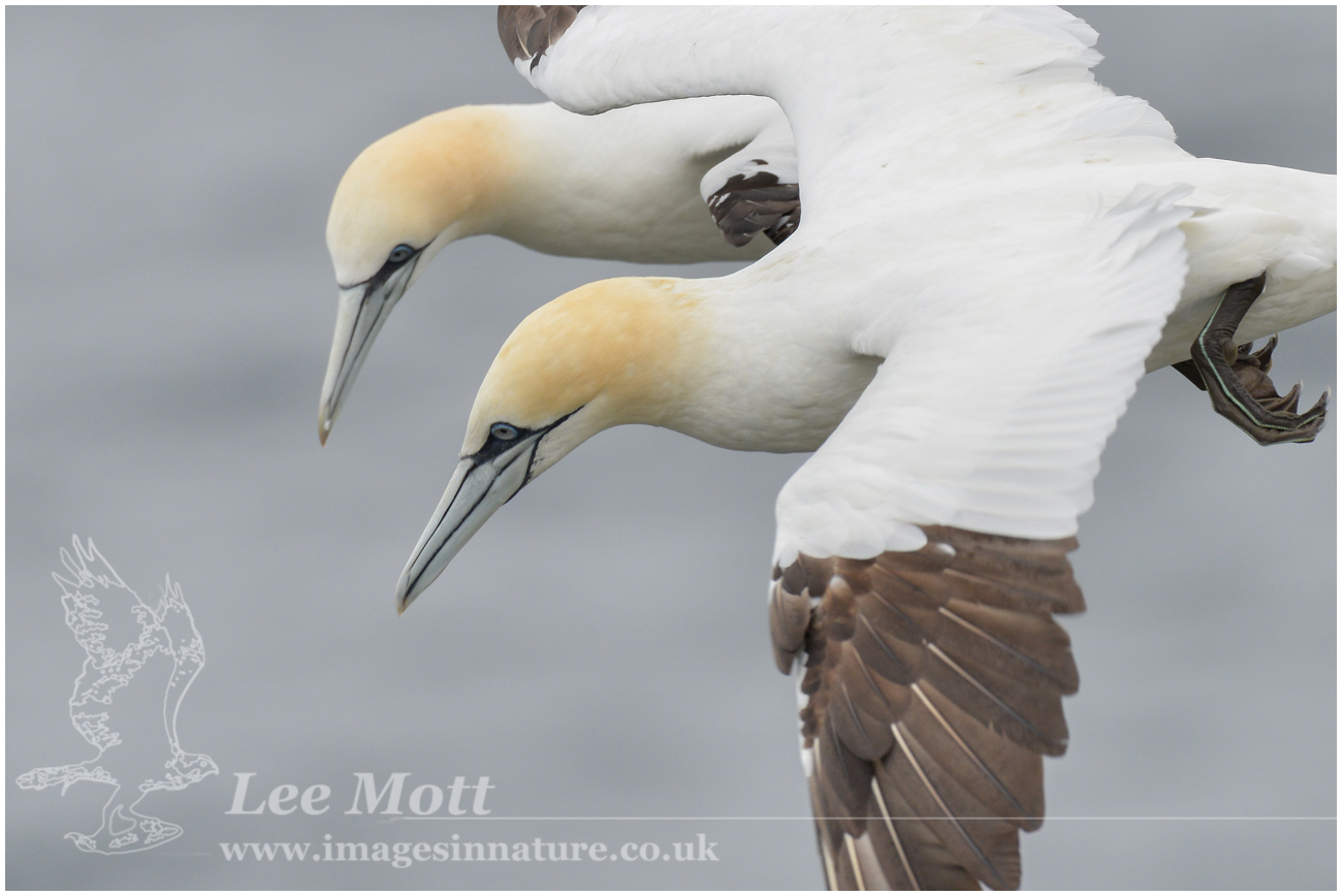 Lee Mott Photography