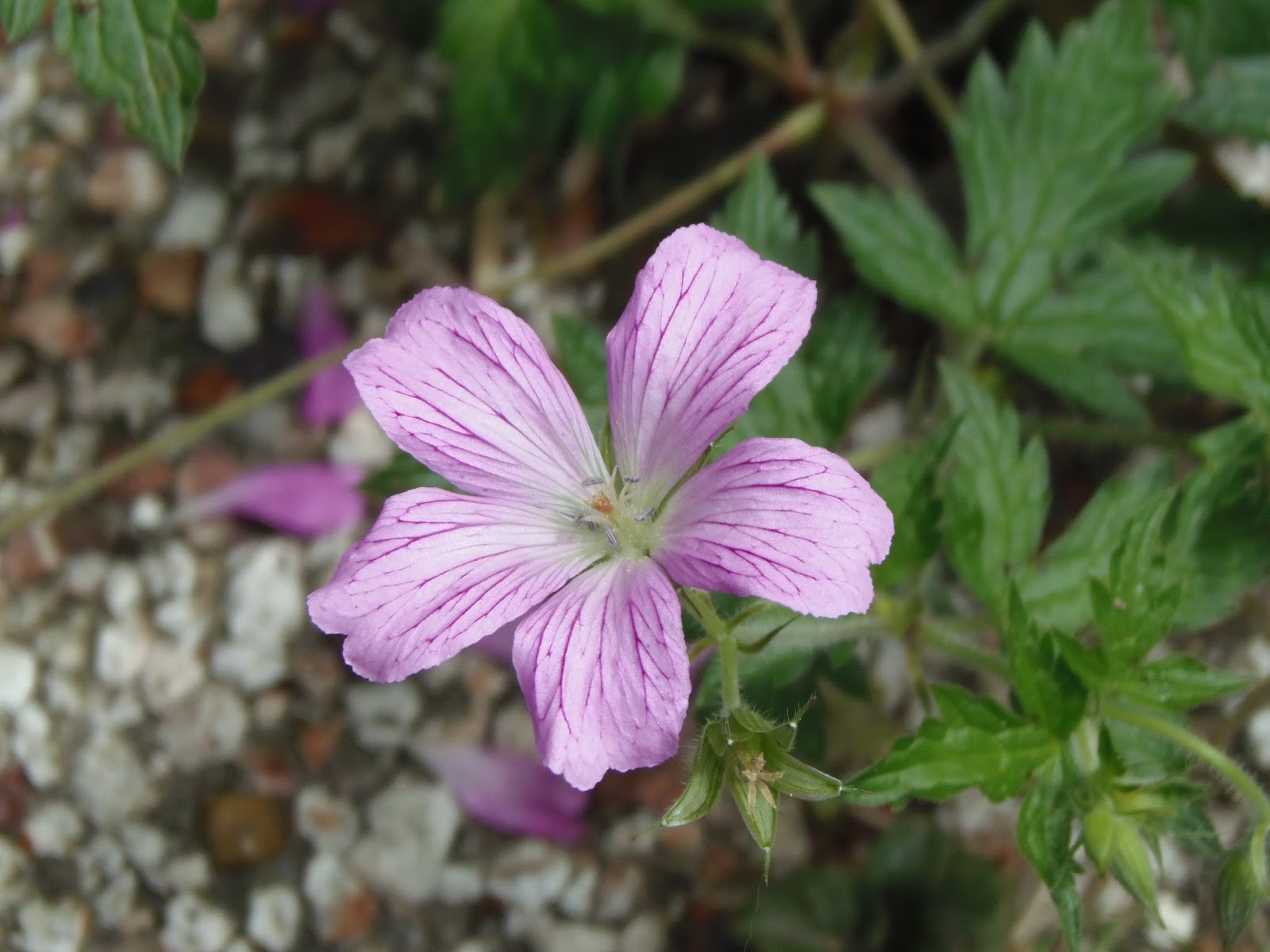 Merry Meet: Litha - Summer Solstice - Zomerzonnewende