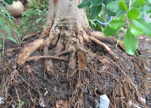 LENNARD'S BONSAI BEGINNINGS.: Ficus burkei, Ficus natalensis, Ficus ...