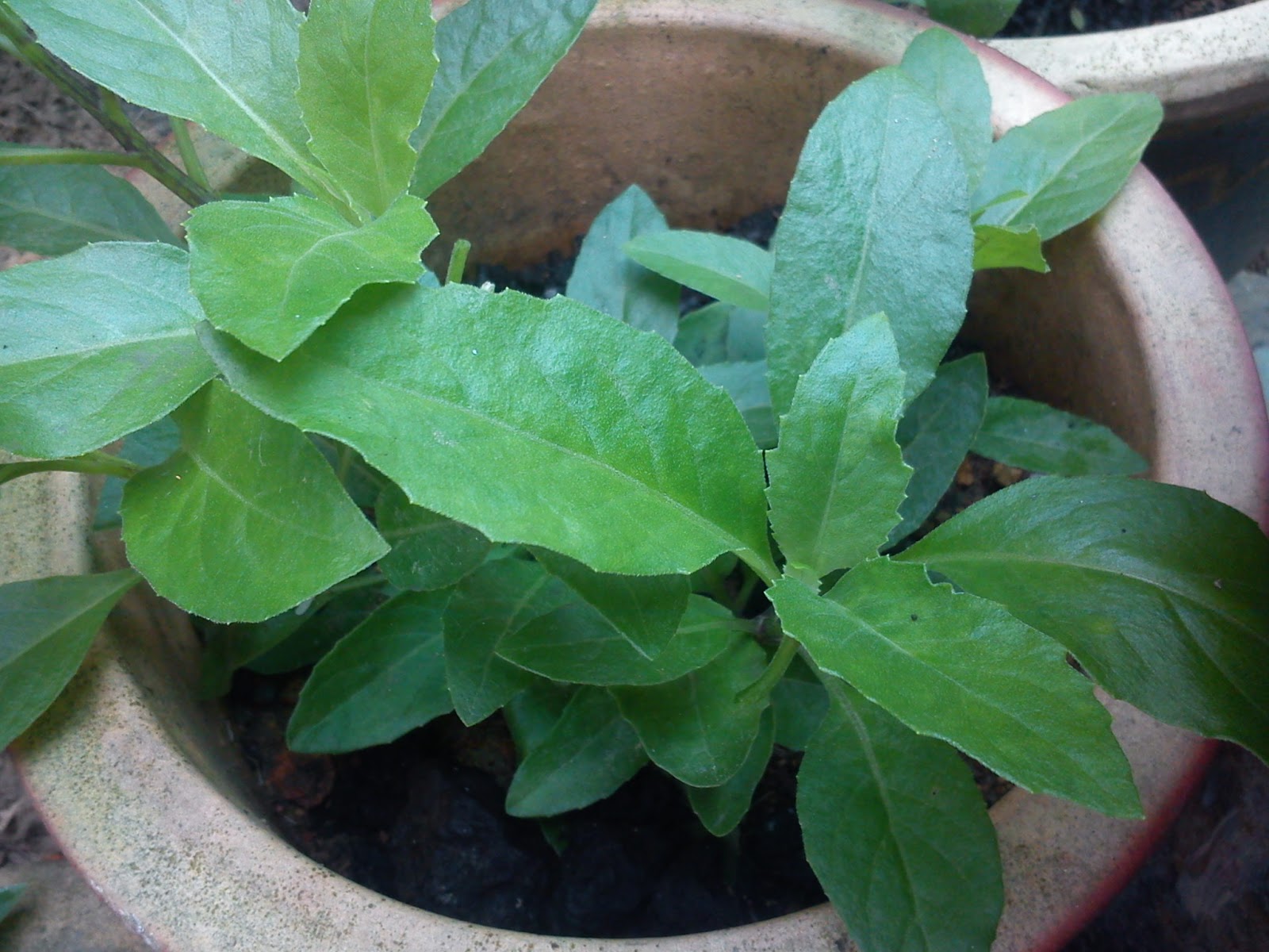 matahati: Ulam Sambung Nyawa - Rawatan herba penyakit Kencing Manis