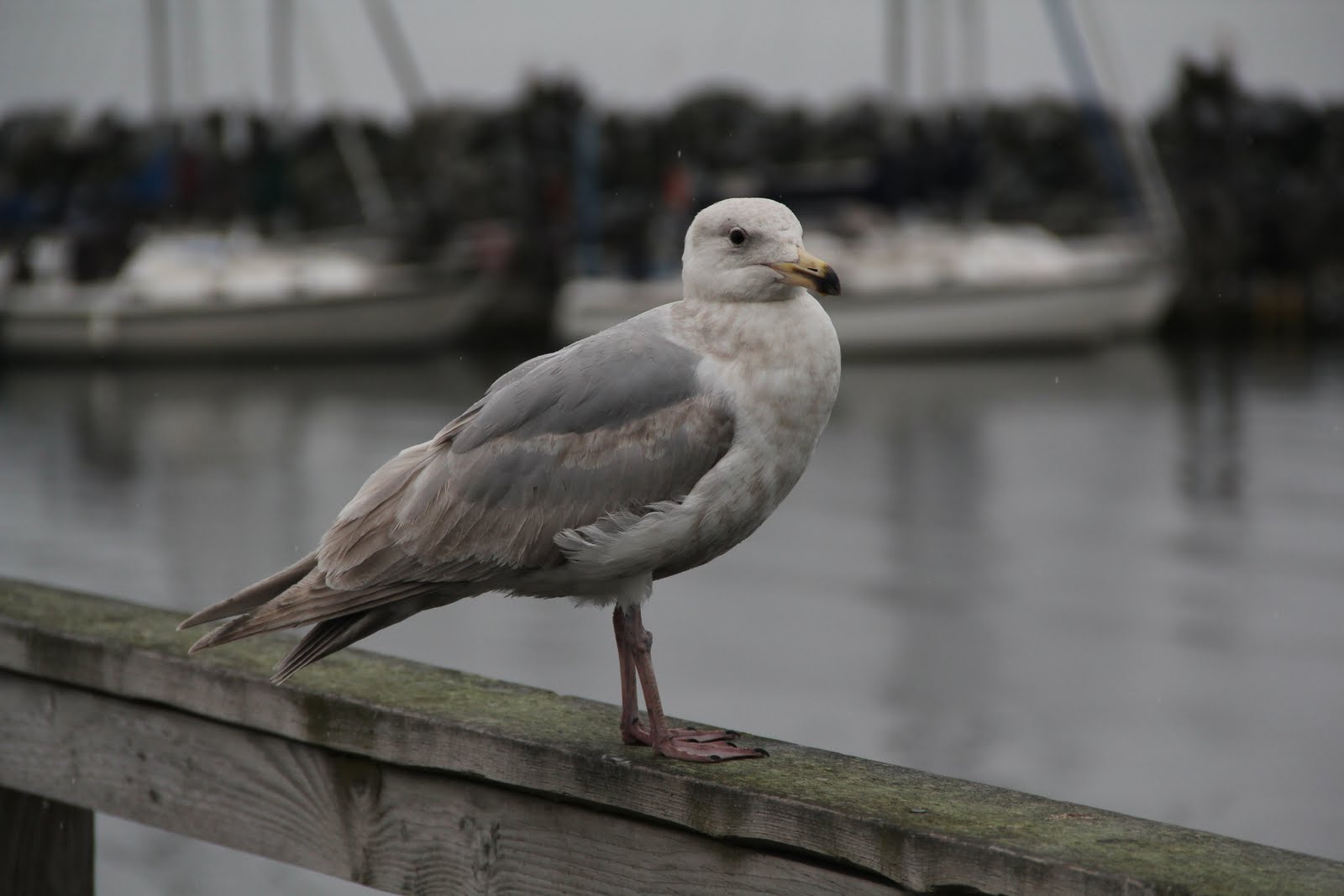 Lauren's Life Book: Mew Gull (Larus canus brachyrhynchus)