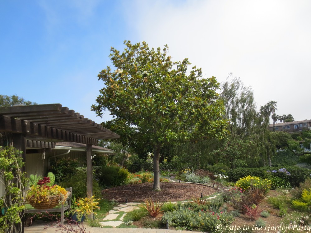 Late to the Garden Party: My favorite plant this week: Magnolia grandiflora