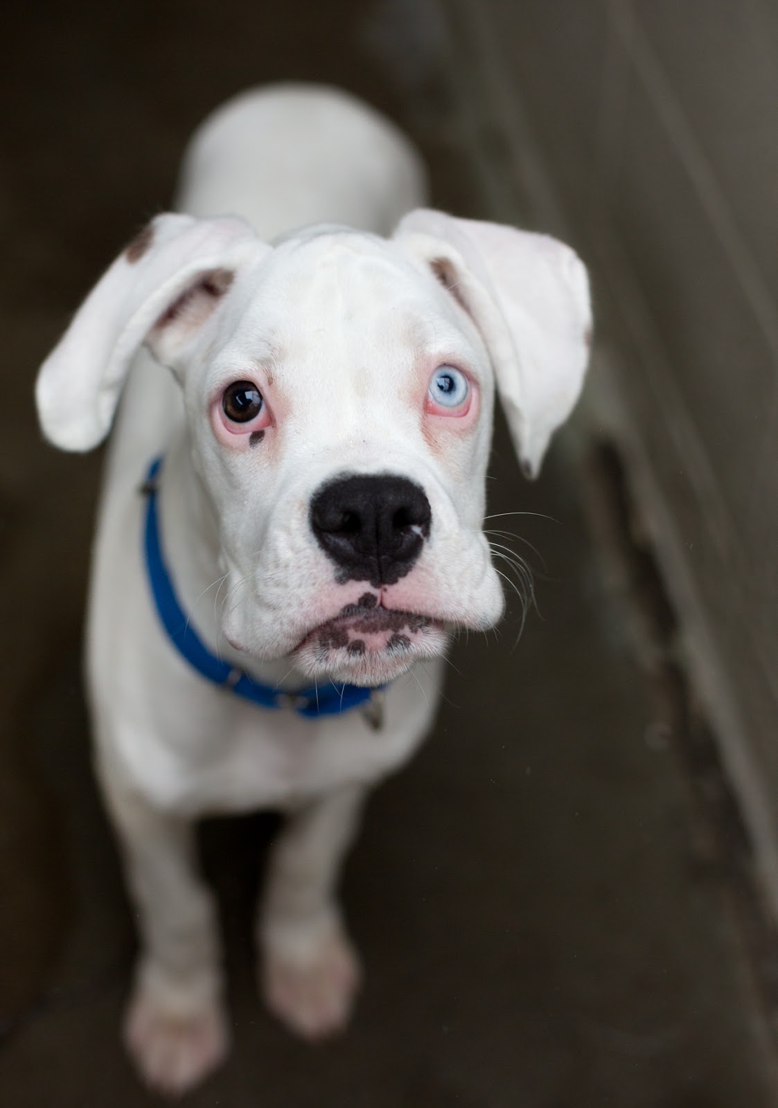 Shelter Dogs of Portland: "CASPER" white Boxer pup - HAPPY ADOPTION UPDATE!