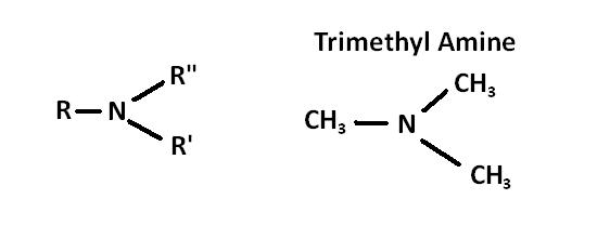 The Lab Lads: Amines, Amides, and Nitro!