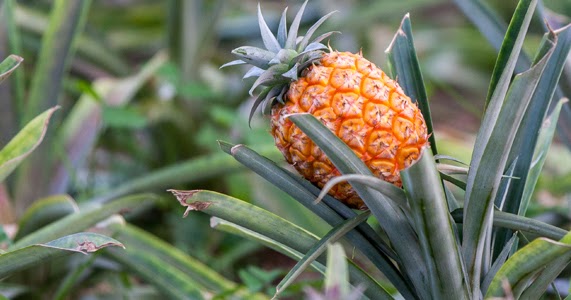 Jovem açoriana cria malas em madeira com fibra de ananás - I Love Azores