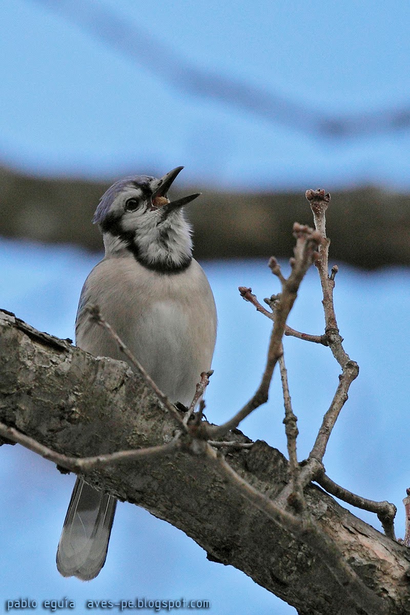 mis fotos de aves: Cyanocitta cristata Chara Azul Blue Jay
