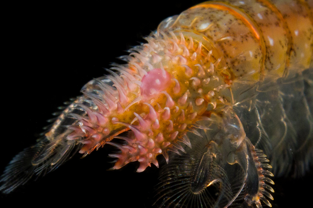 NeuroDojo: August 2011