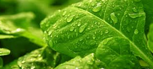 085641706079 Pupuk Tembakau Terbaik 'Fertila | Kasturi Virgina Srintil ...