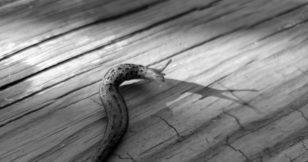 Slug casting a shadow | Ocean of Maya