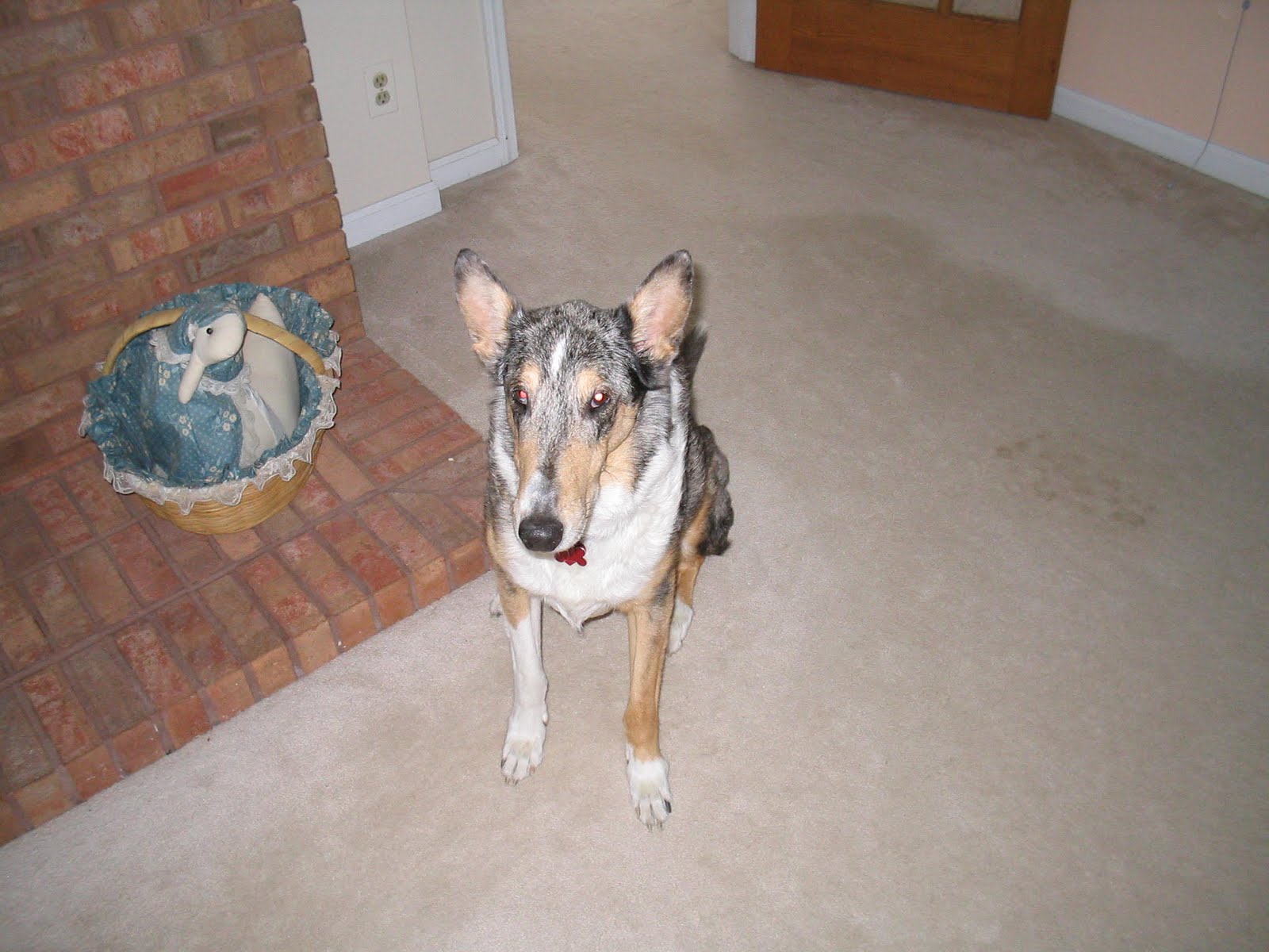 Janie Junebug Righting & Editing: FLASHBACK FRIDAY: CONNIVING CANINE