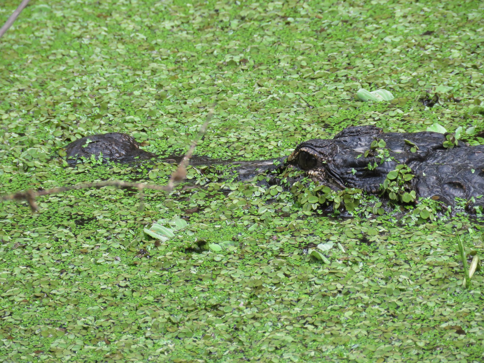 Bird & Travel Photos, Birding Sites, Bird Information: BABY ALLIGATORS ...