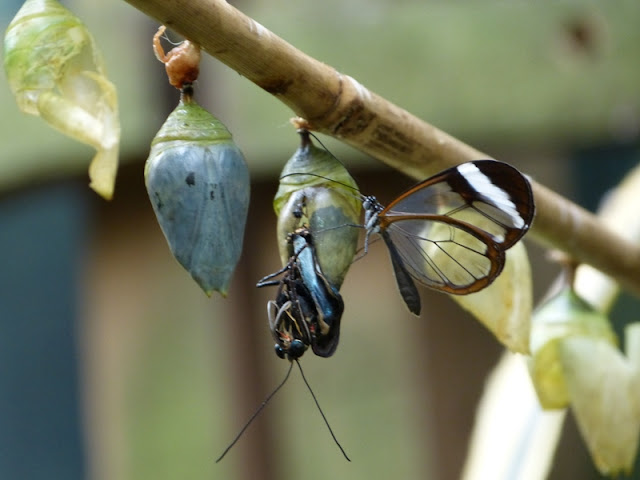 Butterfly Notes: Butterfly World Chrysalises