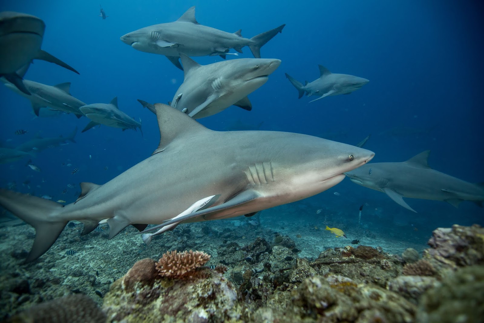 Shark Diver : Shark Diving : Swimming With Sharks: Awesome new ...