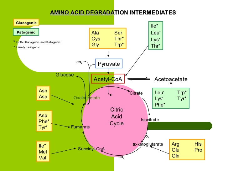 Metabolisme 3 (Protein)