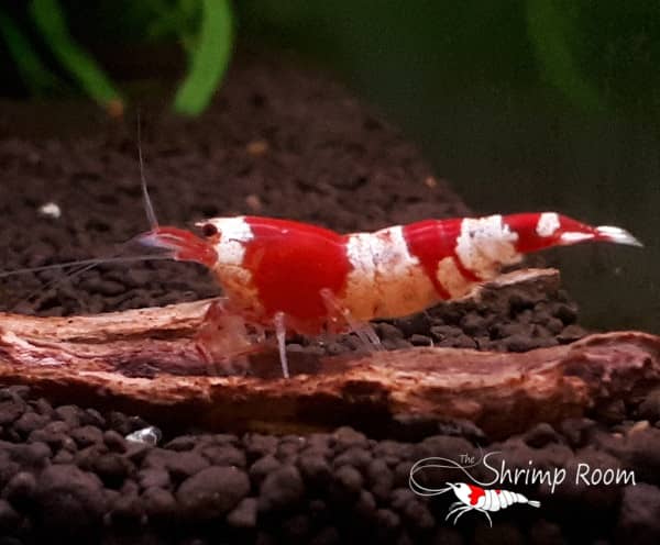 Shrimp Rack Inhabitants