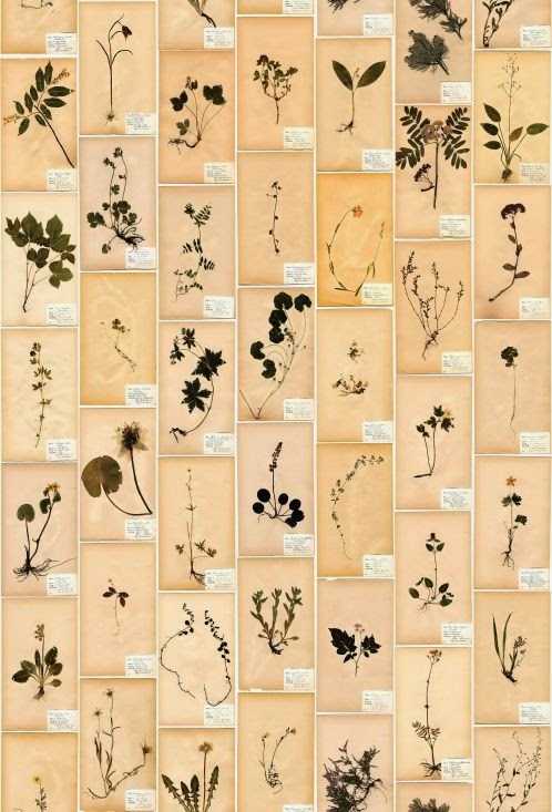 bricolage: Botanicals ~ A Modern Approach to Display