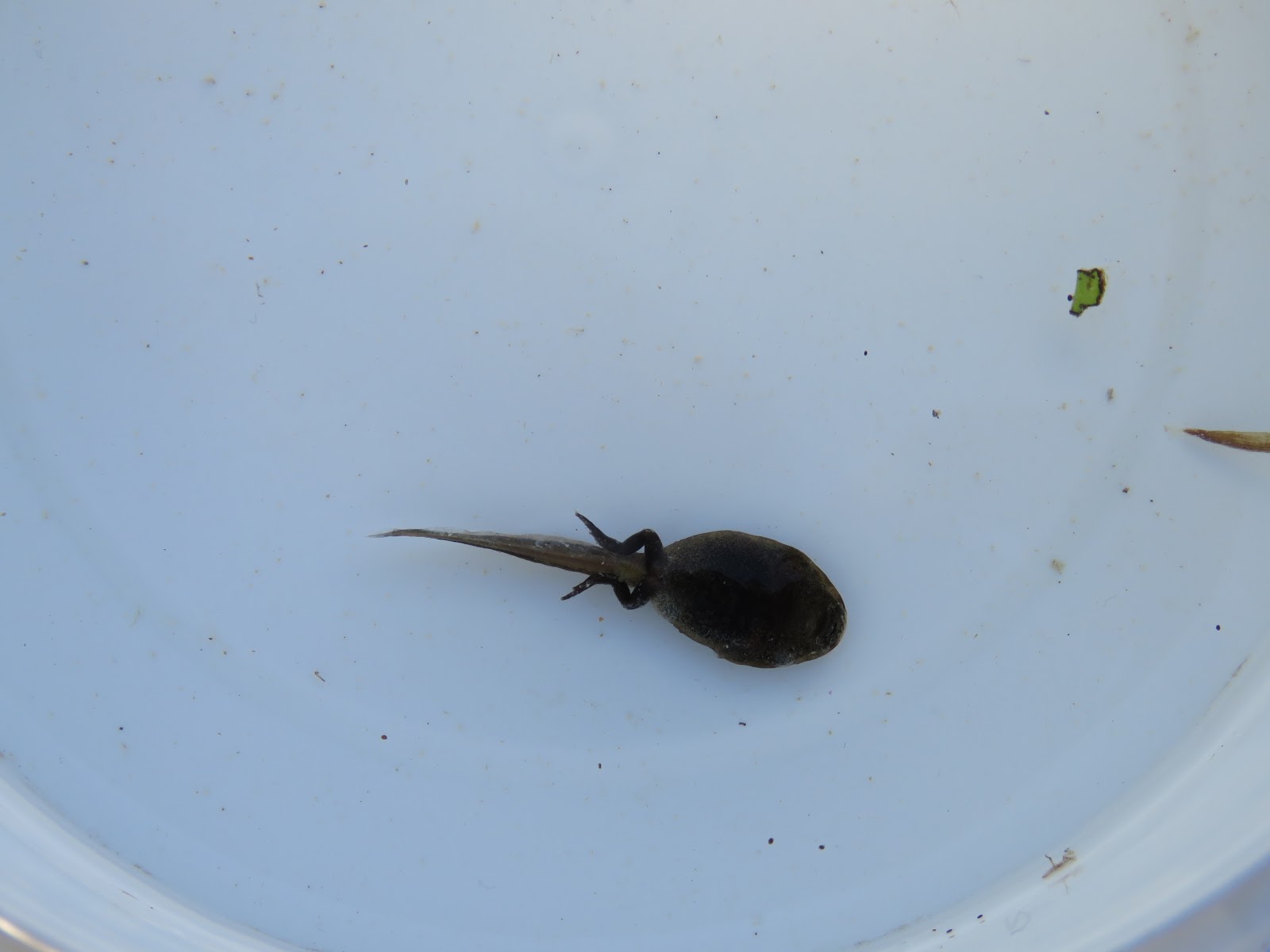 Iz malega zraste veliko: Razvojni krog žabe