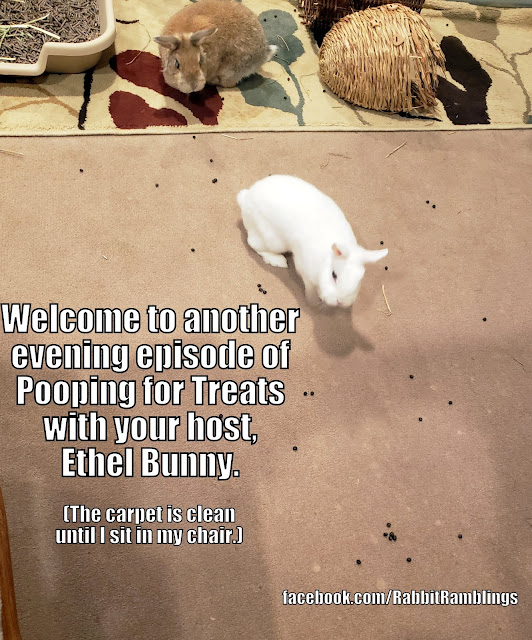 Rabbit Ramblings: Funny Bunny Monday Meme*day
