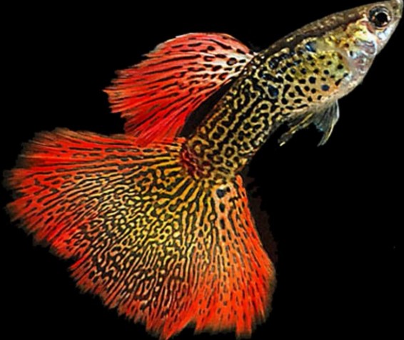 18 Types of Guppy Fish - FISH WIKIPEDIA