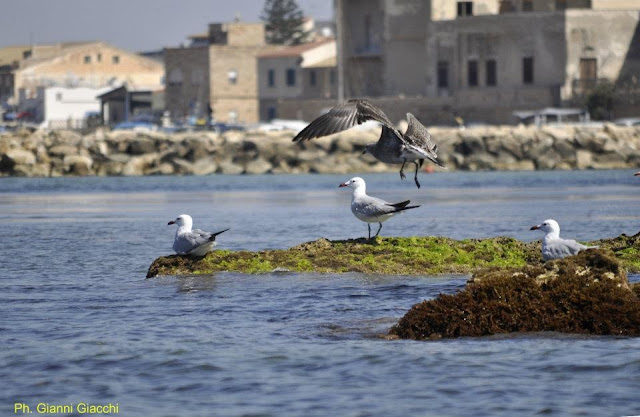 Ragusa turismo: L'Isola dei Gabbiani di Punta Secca