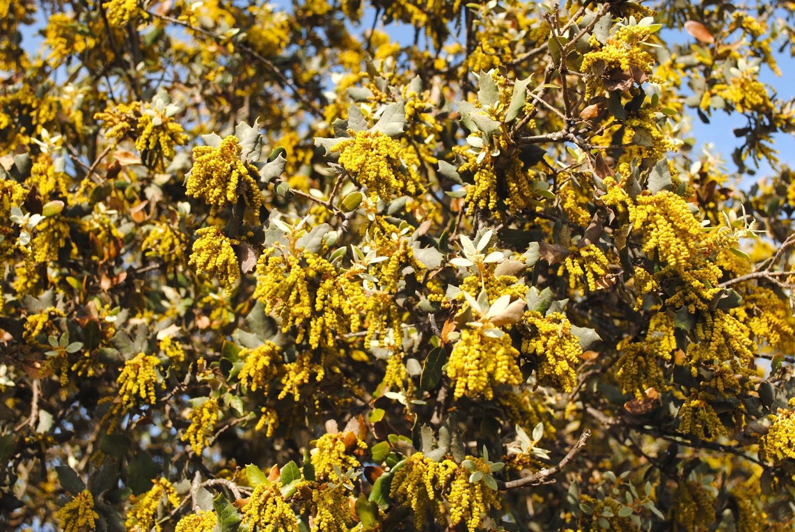 Cebolas do Campinho: Montado de azinho (Quercus rotundifolia)