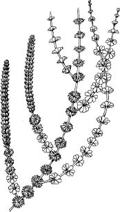 gambar: rekonstruksi batang Sphenophyllum cuneifolium