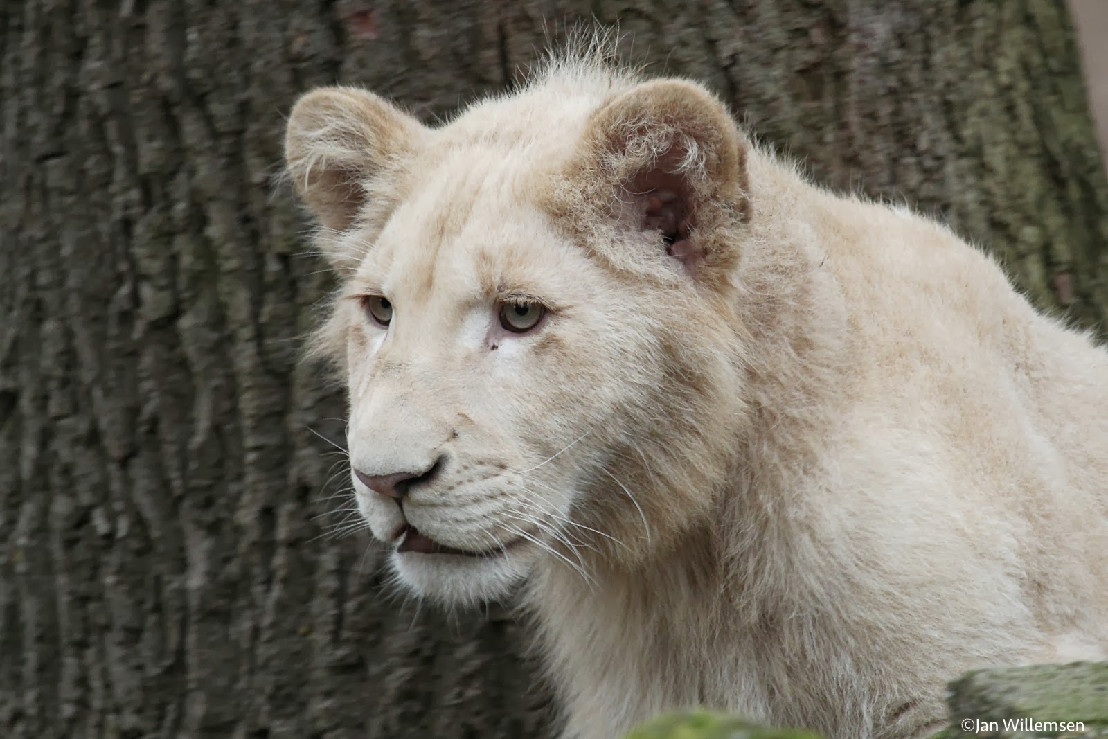 Jan Willemsen Fotografie: ZOO Ouwehands Dierenpark Rhenen