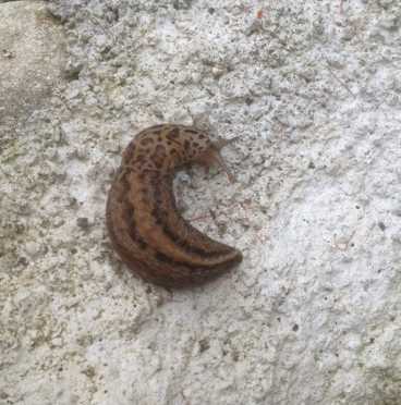 Homesteading in Hawaii: Slugs