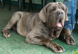 Pet Cure: Italian Mastiff dog is very protector