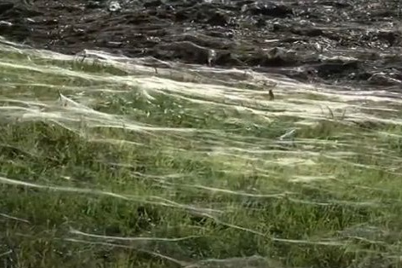 Balkan-Info.com: VIDEO: KAO U HOROR FILMU: Paukovi padaju na sve strane ...
