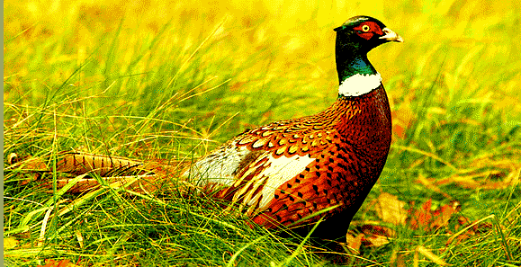 Comment incuber les œufs de faisan ? - COUVEUSE ARTISANALE FRIGO