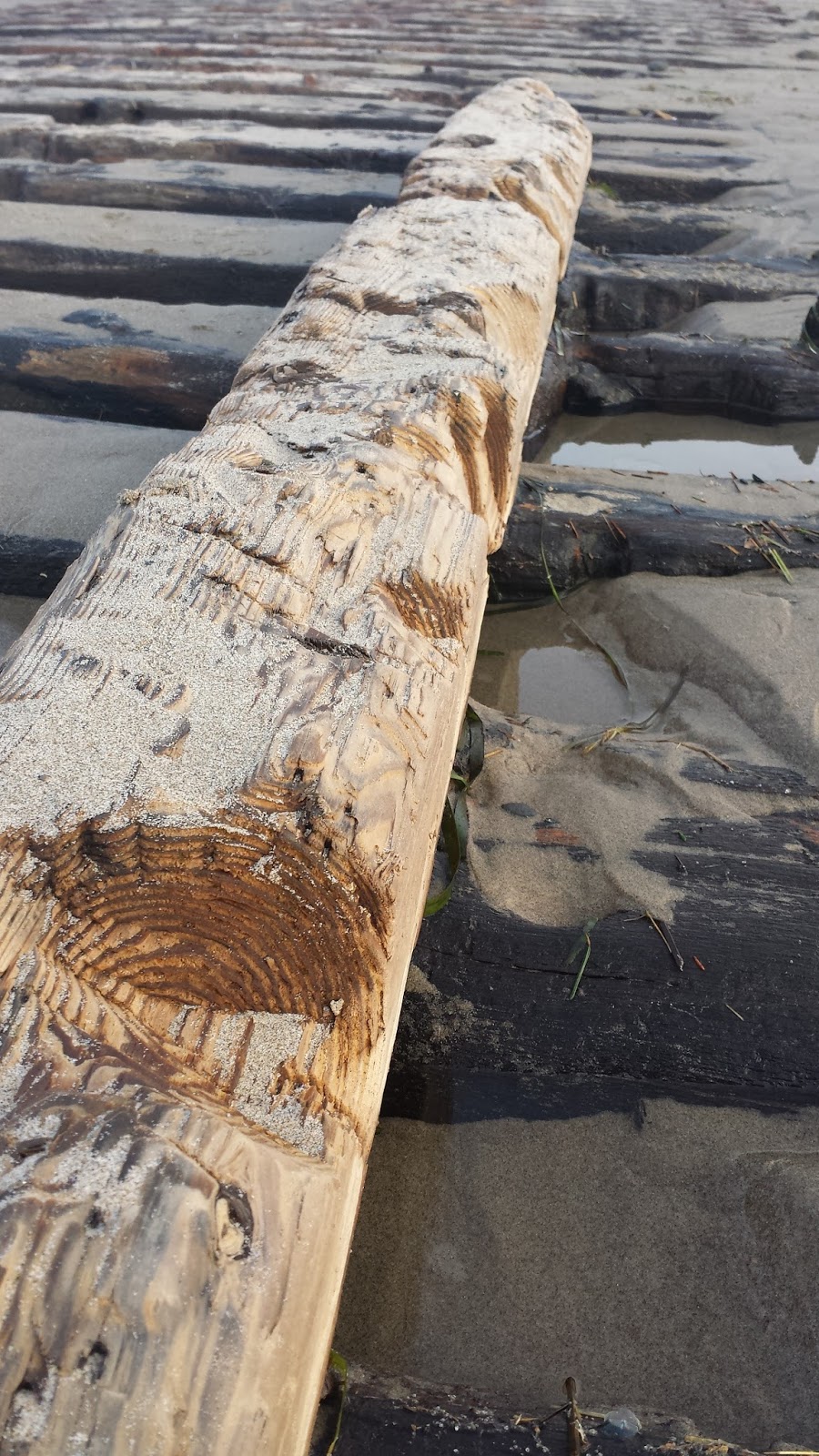 The Heritage Huntress: The Wreck of the Emily G. Reed