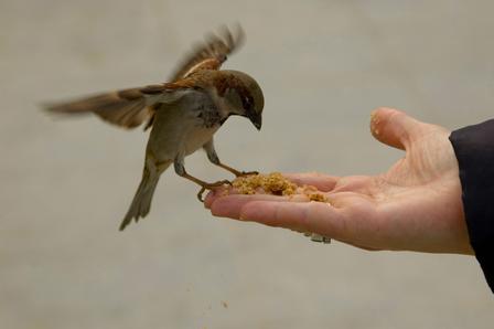 CADA PALABRA ES UN MUNDO: SIGNIFICADO DE DADIVA