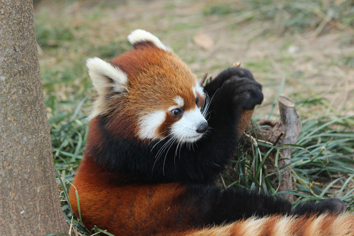 Zoos in Japan: Kobe Oji Zoo’s Cute Red Panda