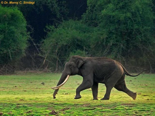 Variety of Life: Elephas