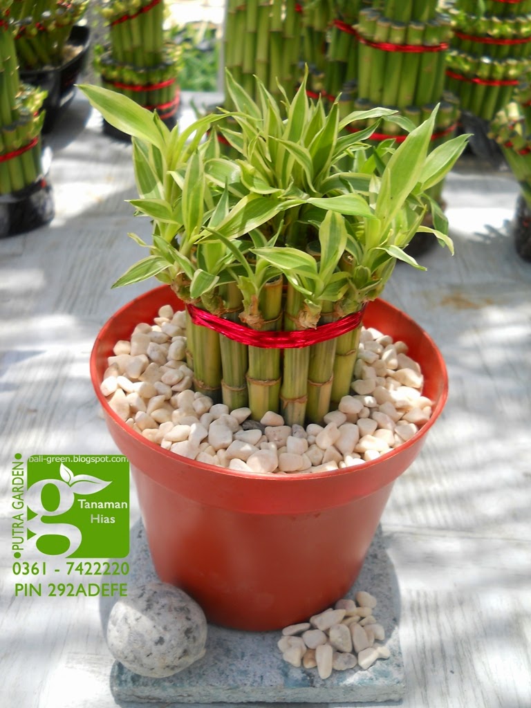 PUTRA GARDEN BALI: Distributor Tanaman Bambu Rejeki / Lucky Bamboo di Bali