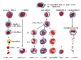 Morfologi Sel Seri Granulosit | Uchaal
