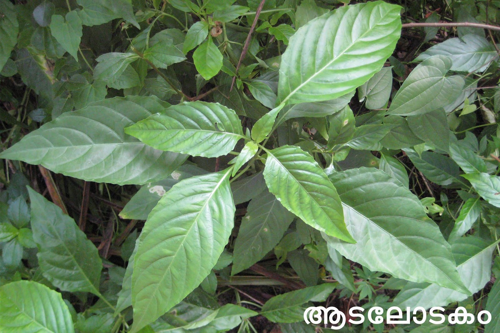 Ayurvedic Medicinal Plants in Kerala