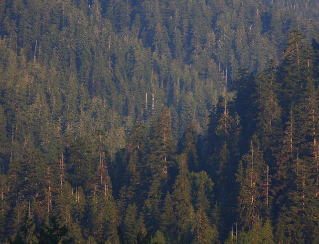 One Thousand Days in Nature: Among the Old Growth