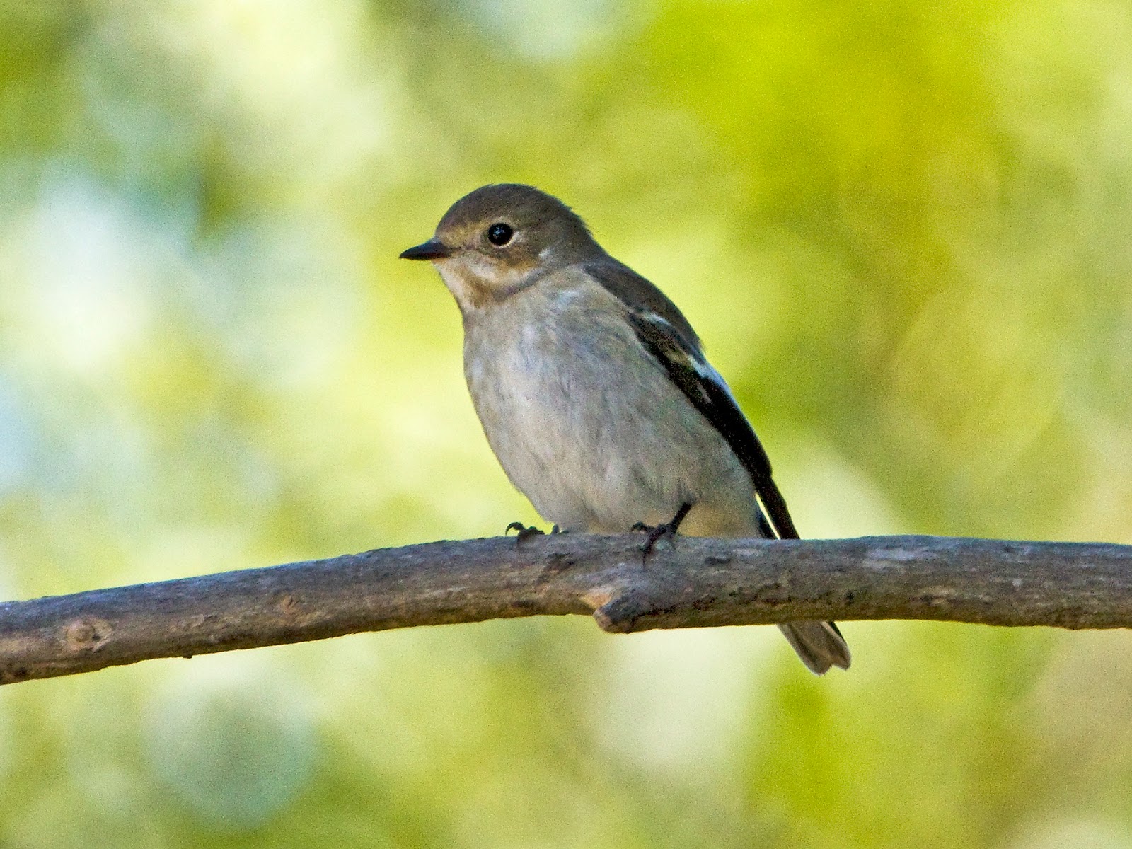 Martin's Sussex Birding Blog: Pied Flycatcher